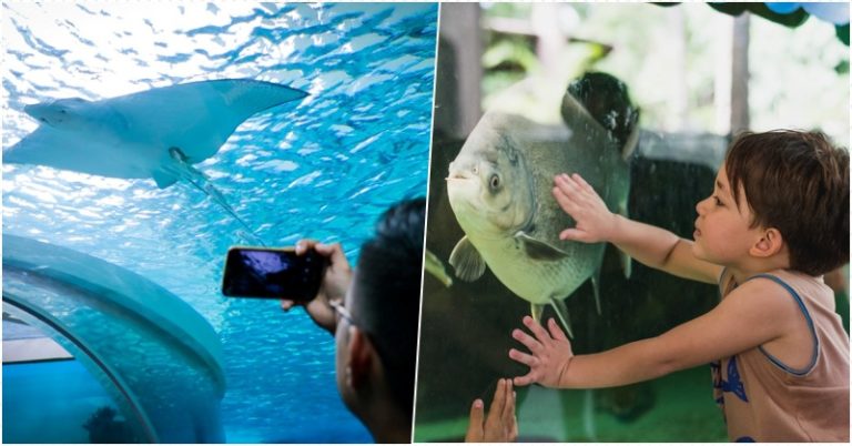 Cebu Ocean Park Now Philippines’ Largest Marine Animal-Themed Complex ...
